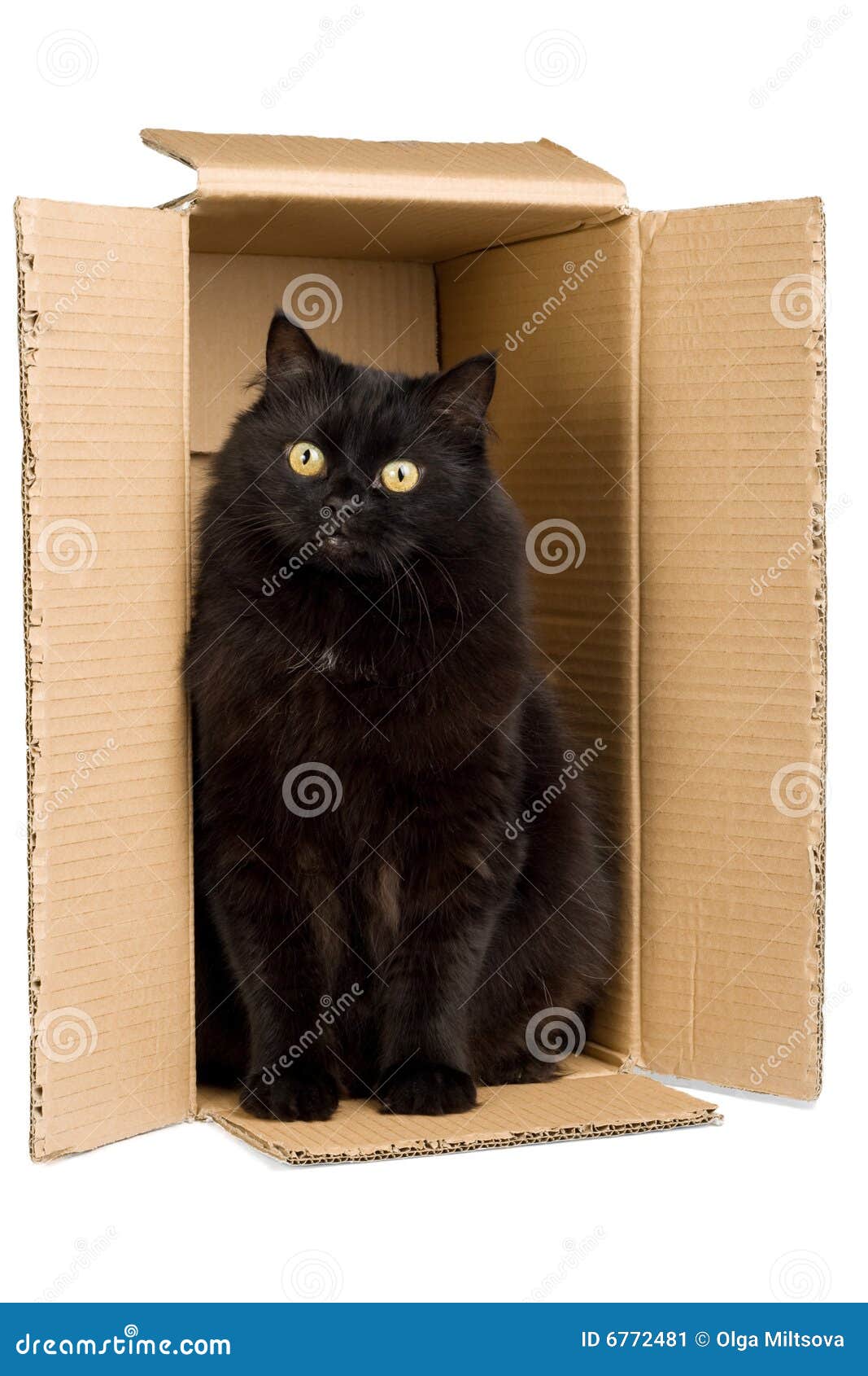 Black cat in box isolated stock image. Image of friendship - 6772481
