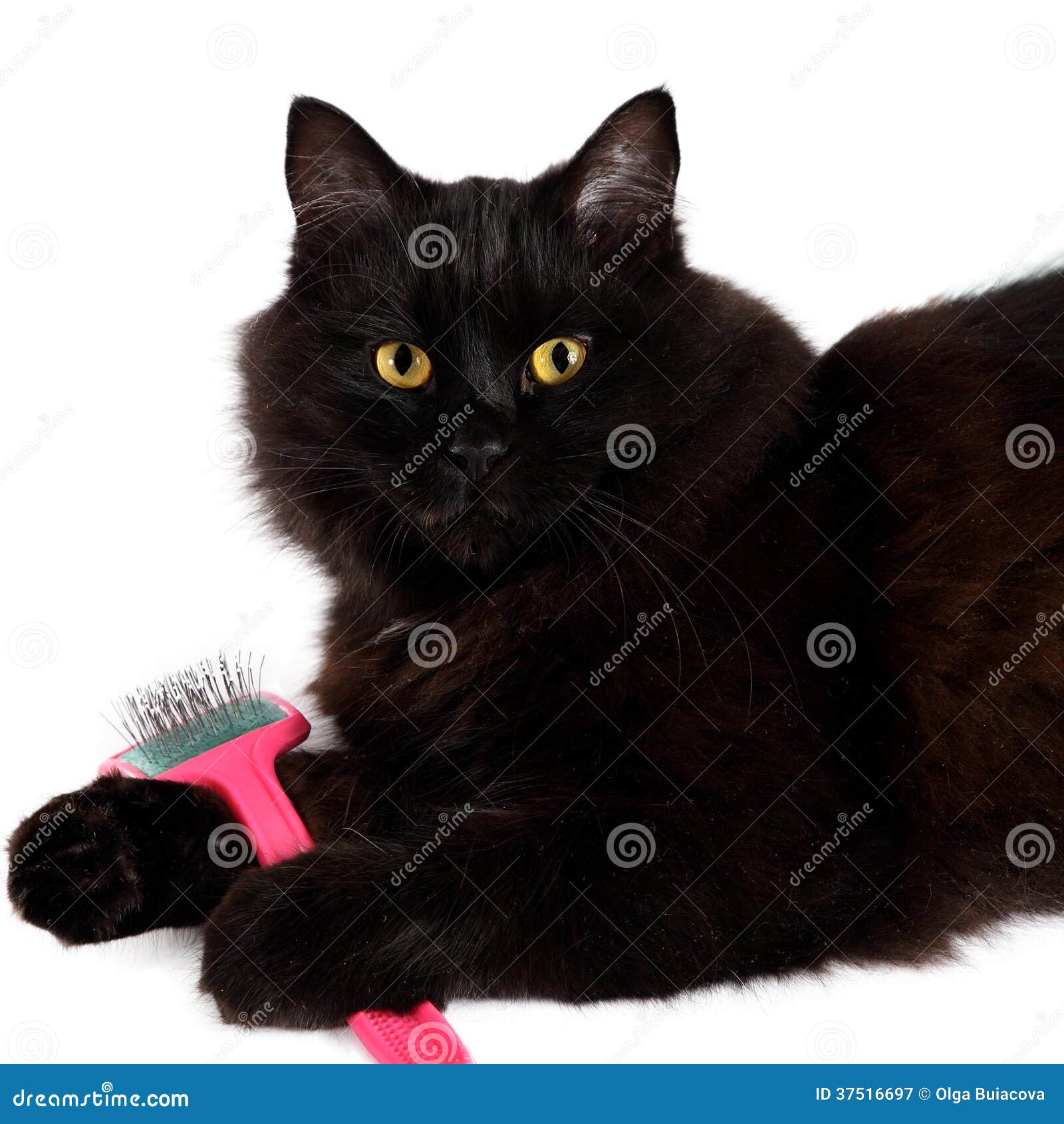 Black Cat with a Brush in His Paws Stock Image - Image of domestic ...