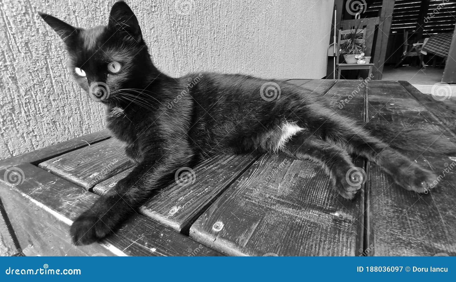 Black cat in bw stock image. Image of black, watch, animal - 188036097