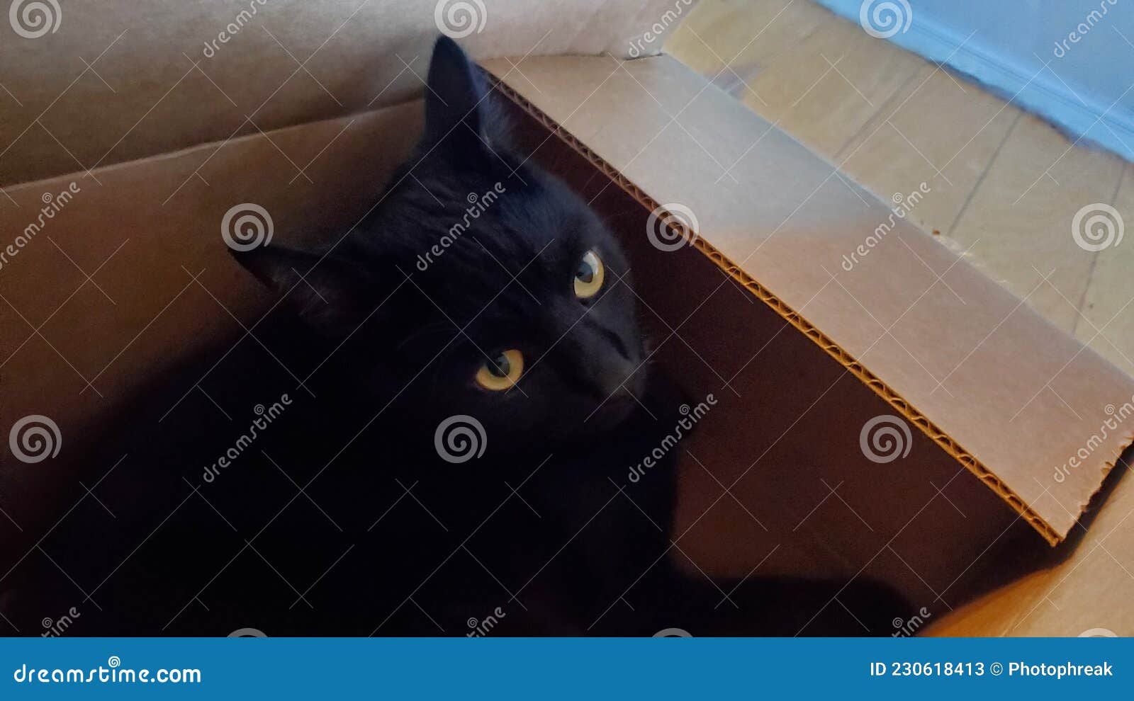 Black Cat in a Cardboard Box Stock Image - Image of drawing, animal ...