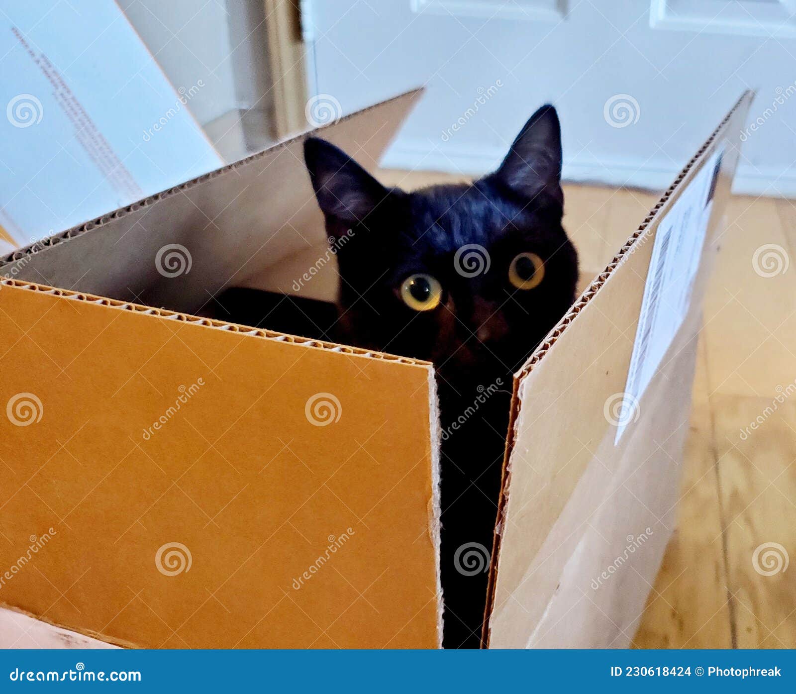 Black Cat in a Cardboard Box Stock Photo - Image of black, animal ...