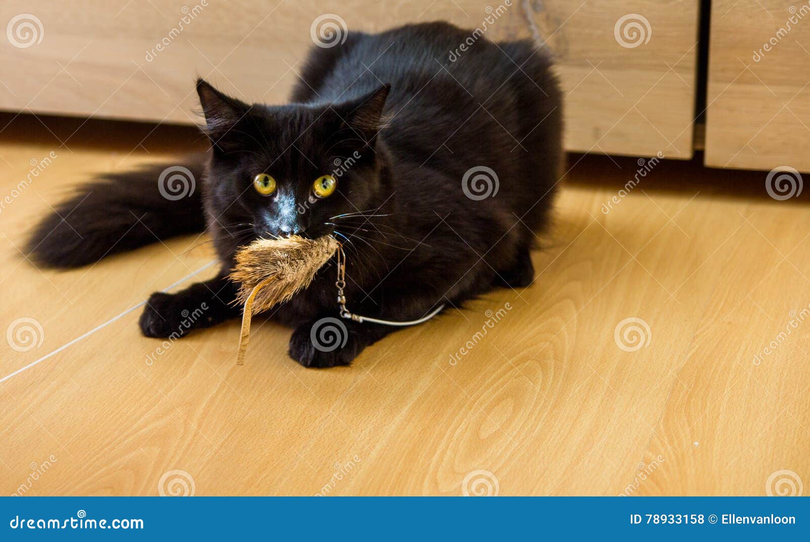 Black cat catching toy stock photo. Image of yellow, animals - 78933158