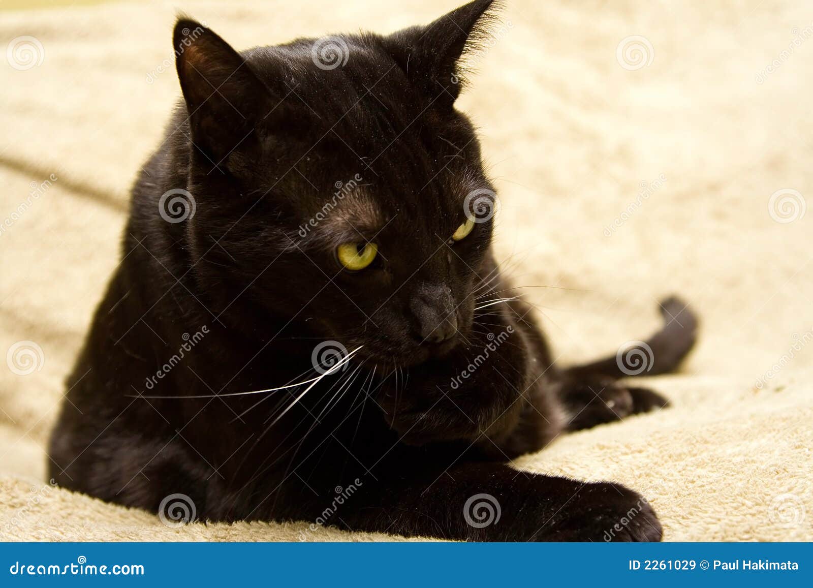 Black Cat Cleaning His Paw Picture. Image: 2261029