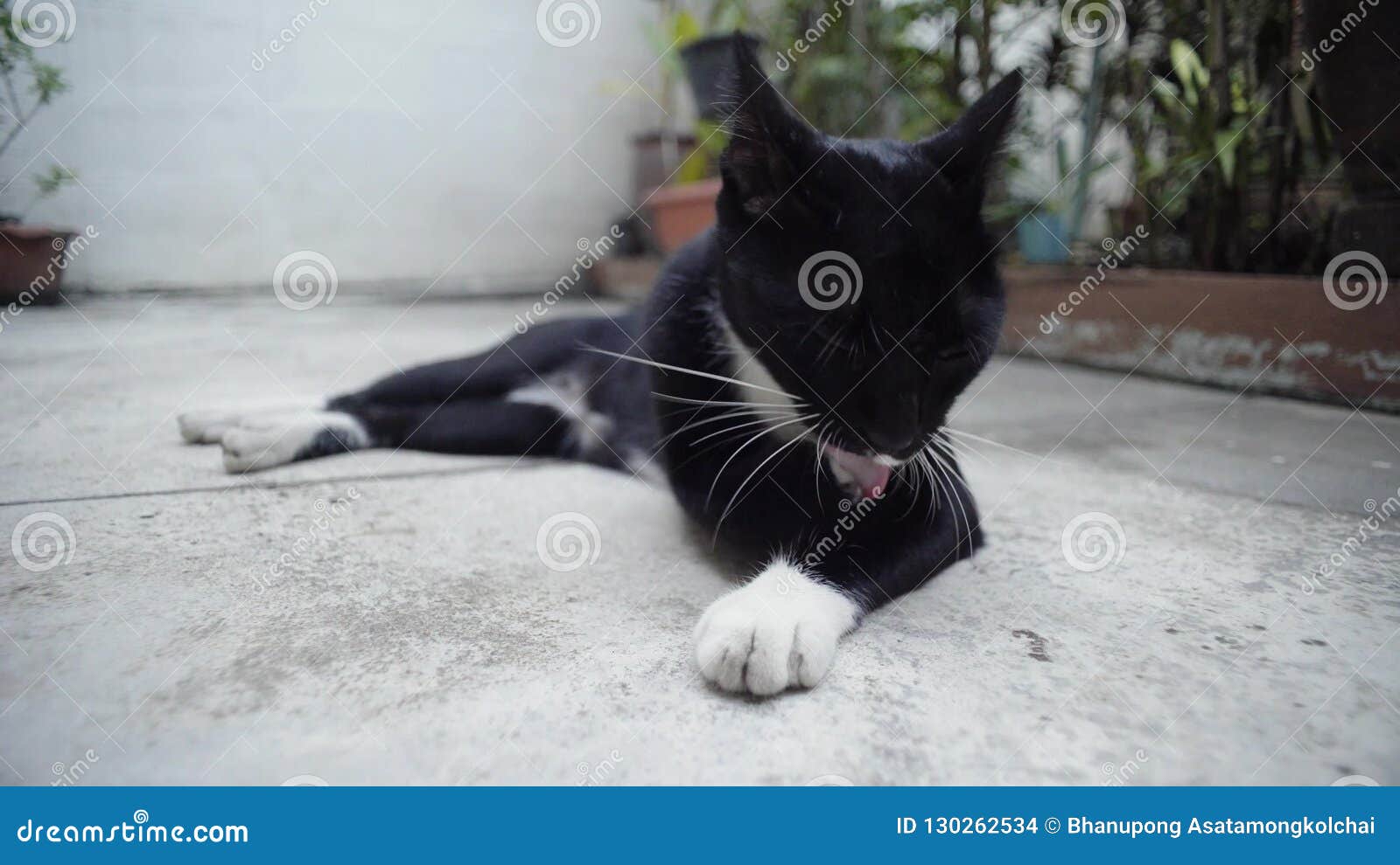 Black Cat Cleaning Itself on the Concrete Floor Stock Footage - Video ...
