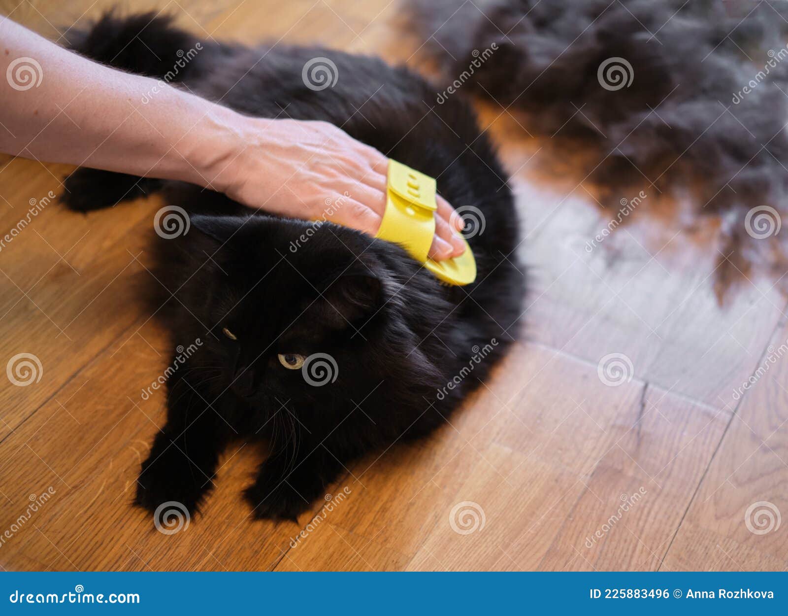 Black Cat Combed and Cleaned from Excess Wool Stock Photo - Image of ...