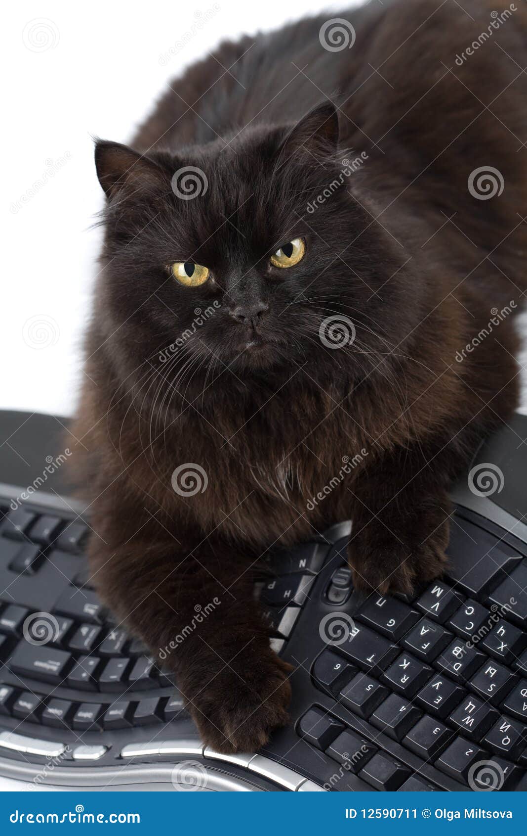 Black Cat and Computer Isolated Stock Image - Image of animal ...