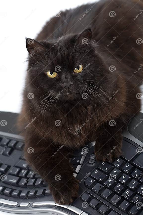 Black Cat and Computer Isolated Stock Image - Image of animal ...