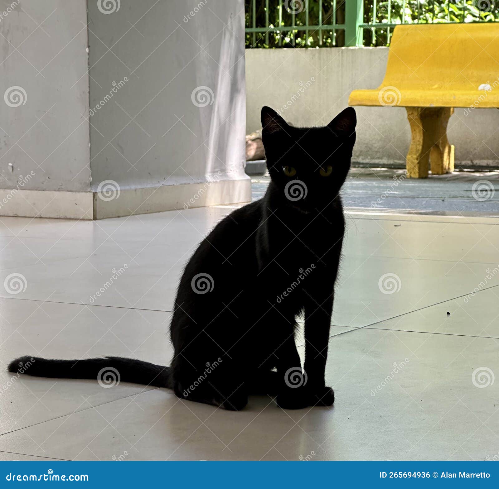 Black cat in contrast stock photo. Image of shadow, darkness - 265694936
