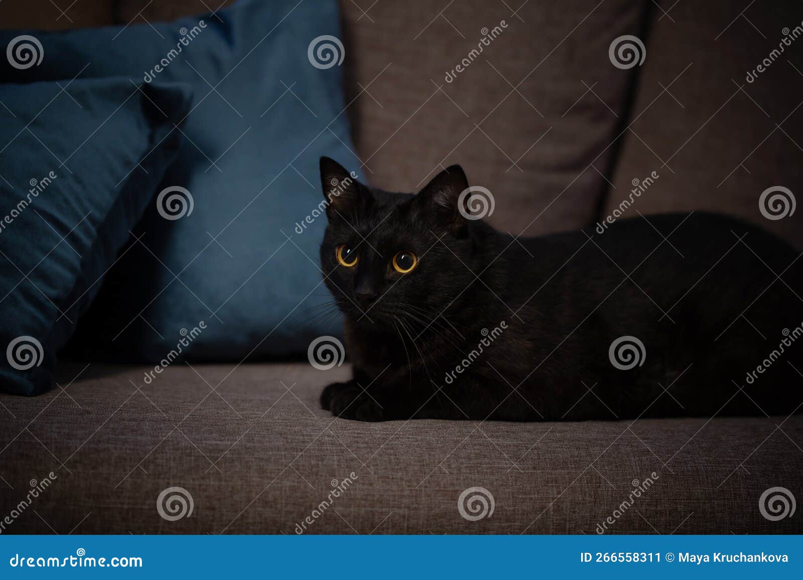 Black Cat on Couch in Night Stock Image - Image of house, beautiful ...