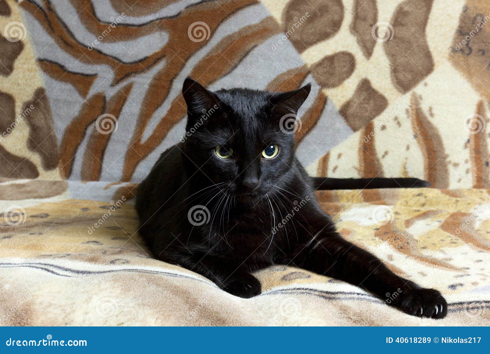 Black cat on the couch stock image. Image of definition - 40618289