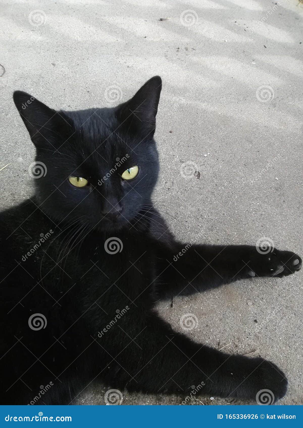 Black cat crossing my path stock photo. Image of path - 165336926