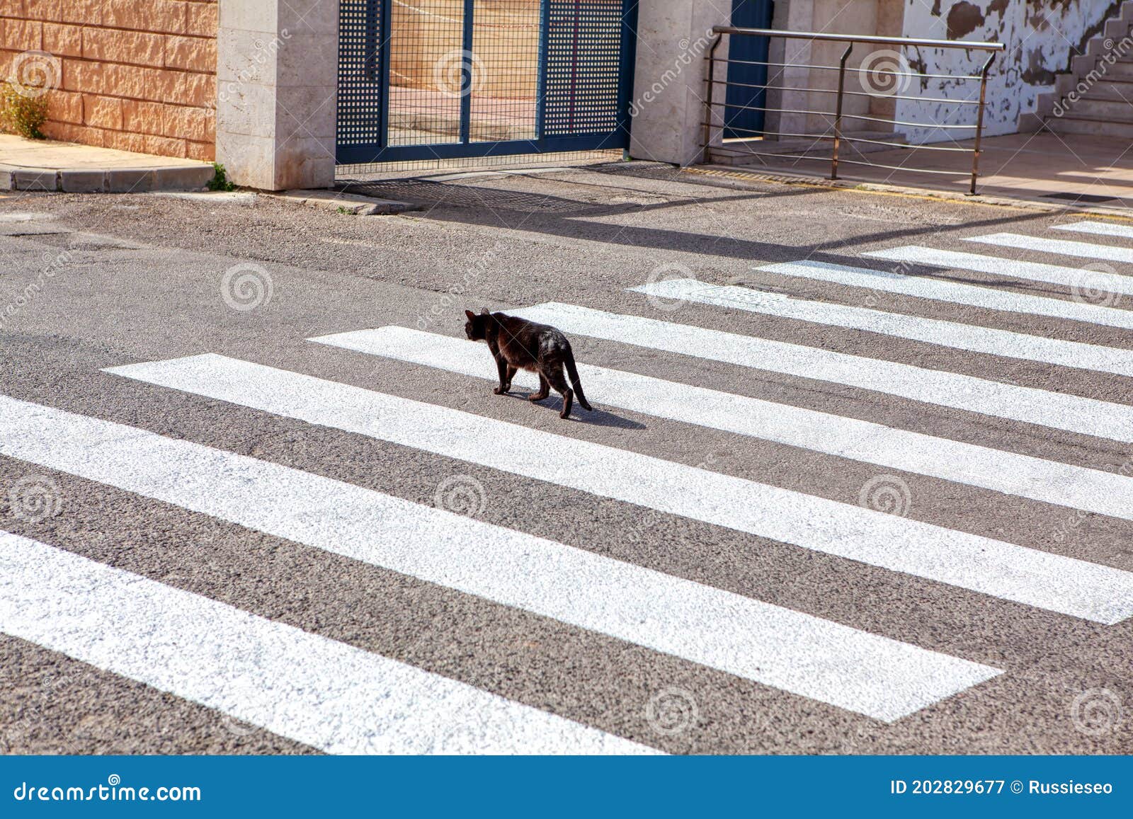 Black cat at crosswalk stock image. Image of homeless - 202829677