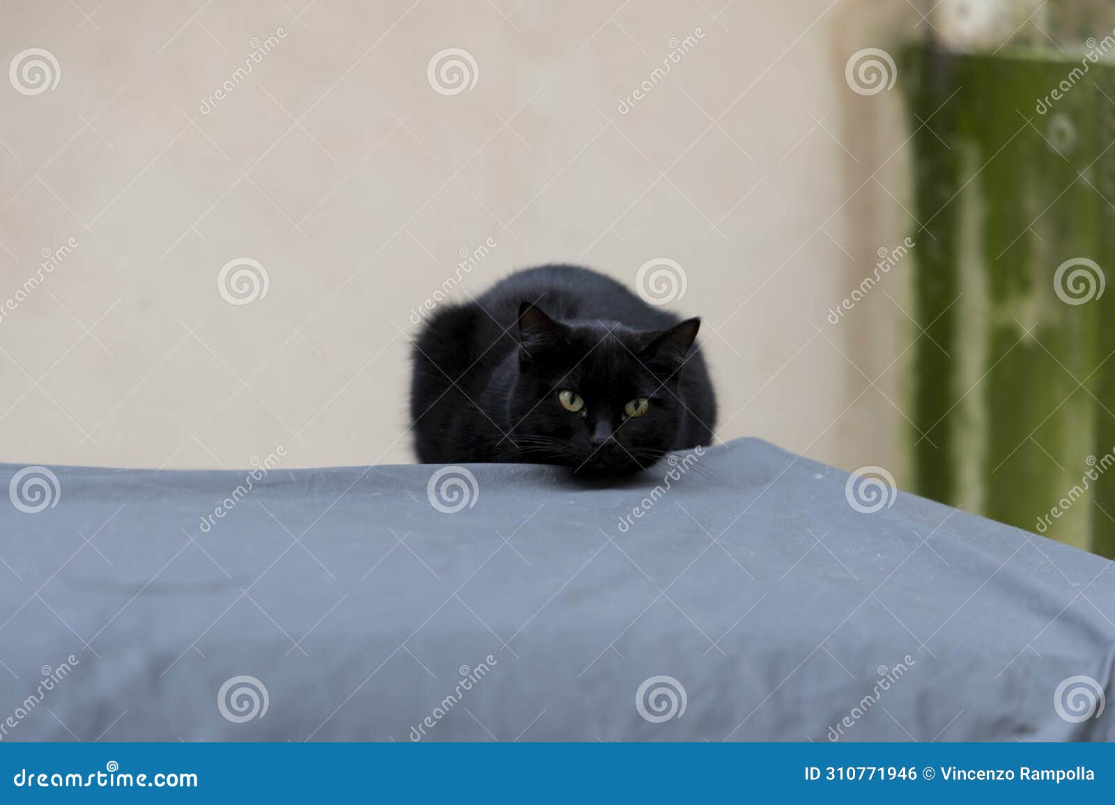 Black Cat Crouching Waiting To Be Petted Stock Photo - Image of eyes ...