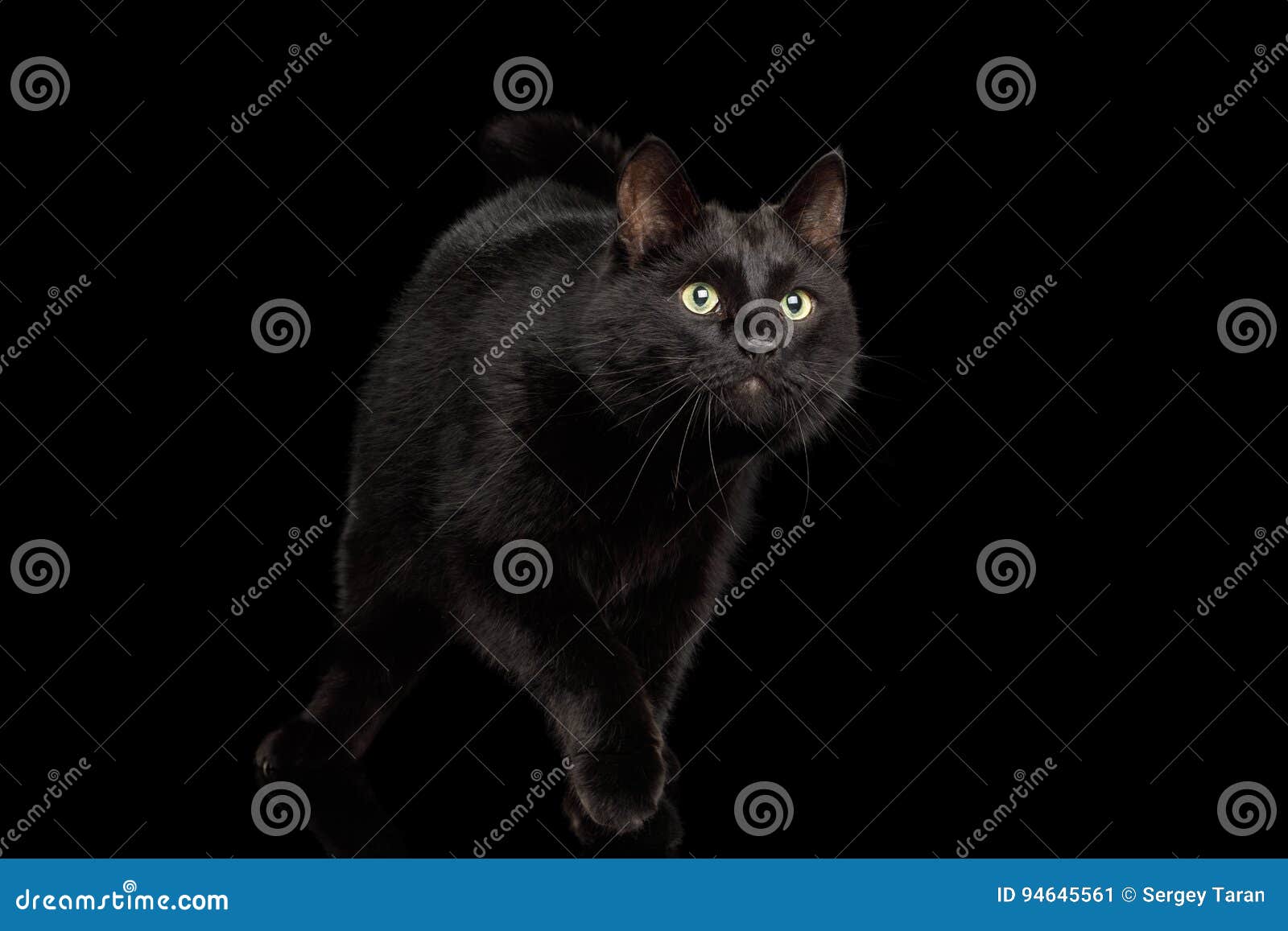 Black Cat on Dark Background Stock Image - Image of head, hunt: 94645561