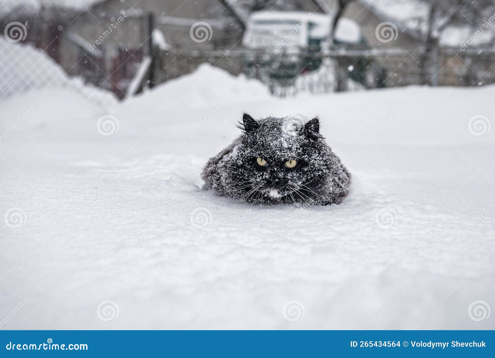 Black cat in deep snow stock photo. Image of mammal - 265434564