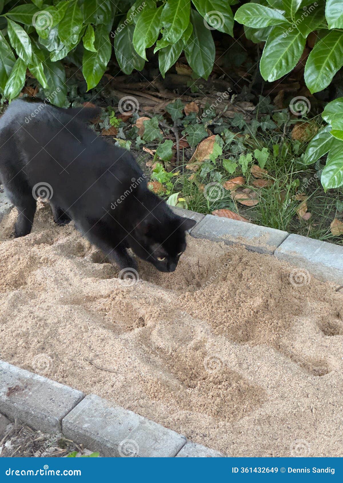 Black cat digging in sand stock image. Image of active - 361432649