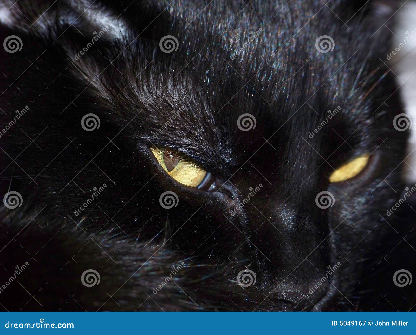 Black Cat Disturbed stock image. Image of angry, eyes - 5049167