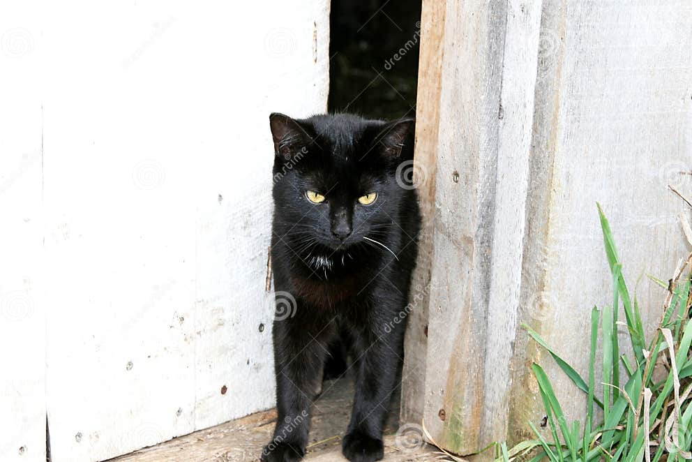 Black cat in the doorway stock image. Image of mammal - 27674125