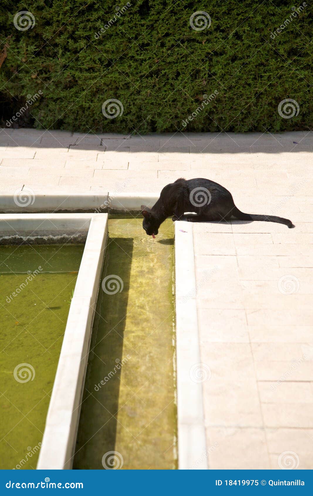 Black cat drinking stock image. Image of park, spain - 18419975