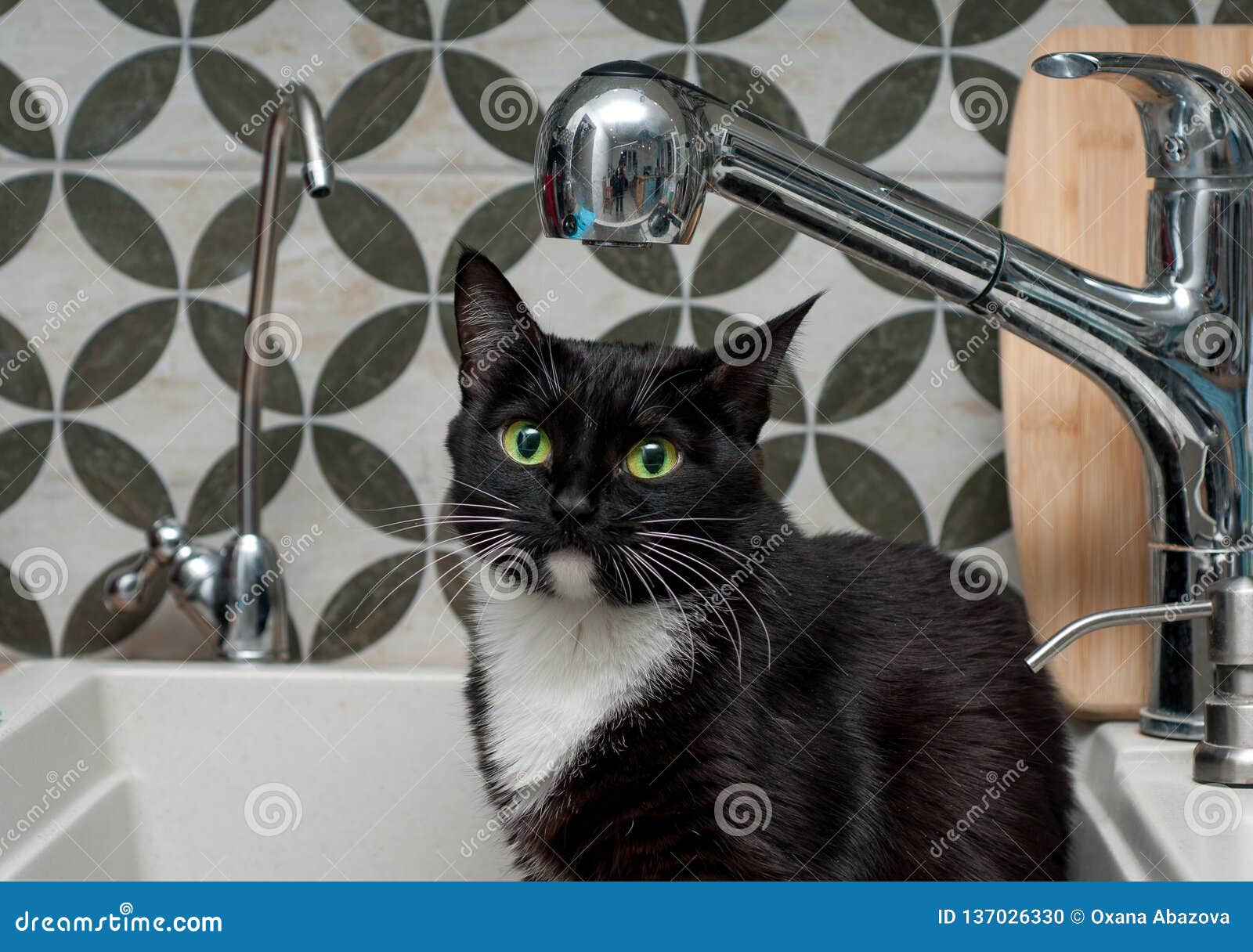 Black Cat Drinking Tap Water Stock Photo - Image of kitchen, clean ...