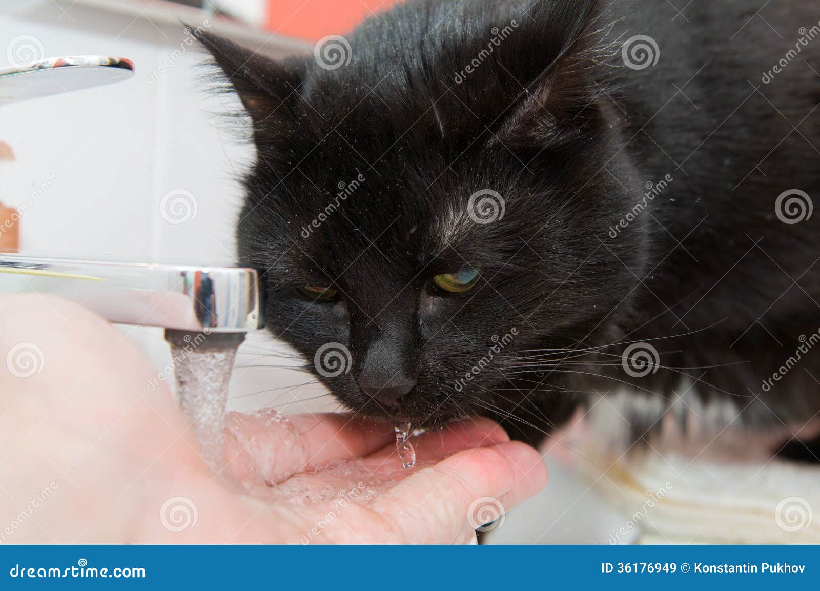 Black cat drinking water stock image. Image of spray - 36176949