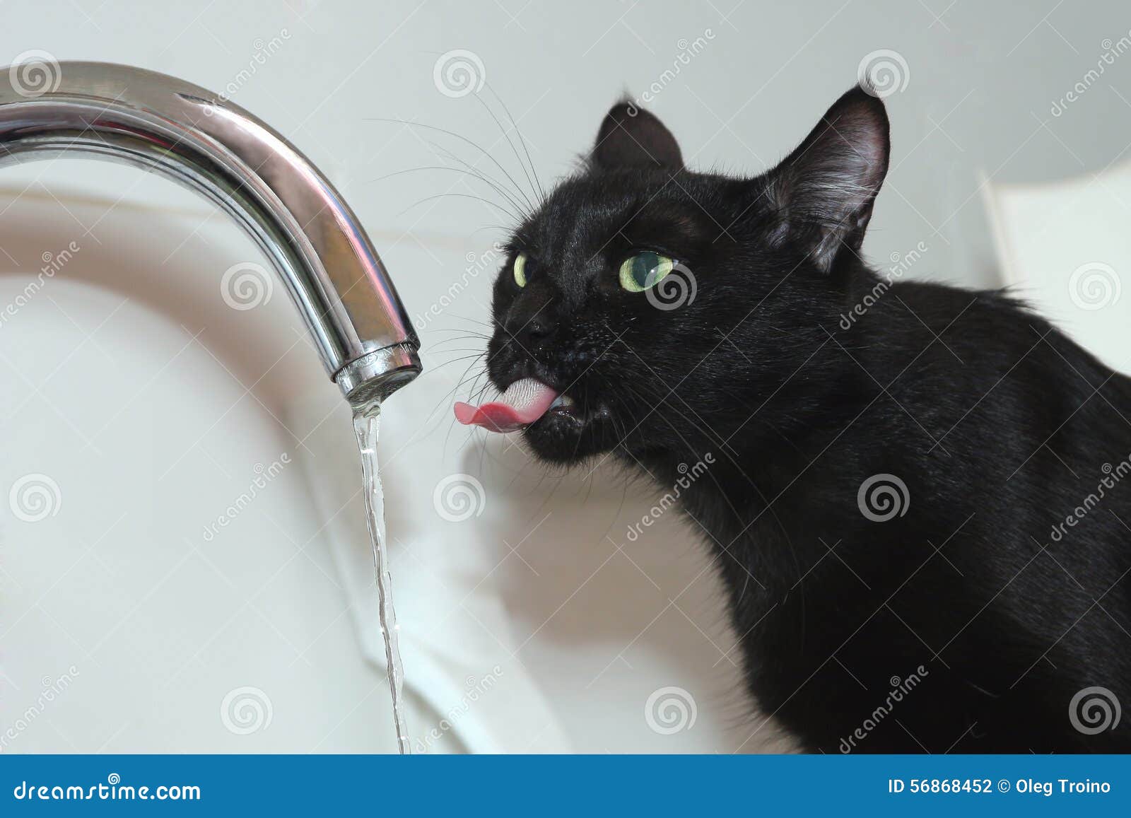 Black cat drinks water stock photo. Image of mouth, tongue - 56868452