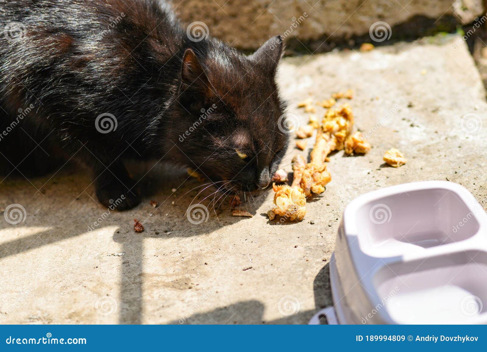 A Black Cat Eats Bones, Next is a Bowl of Food Stock Image - Image of ...