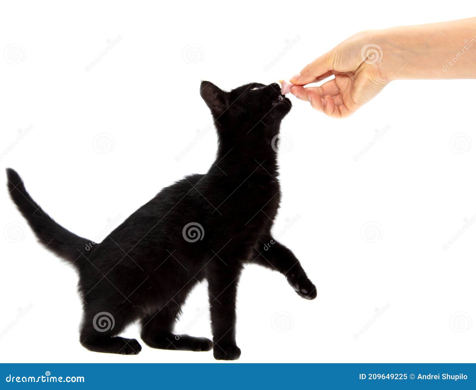 Black Cat Eats from Hand on a White Stock Image - Image of friendship ...