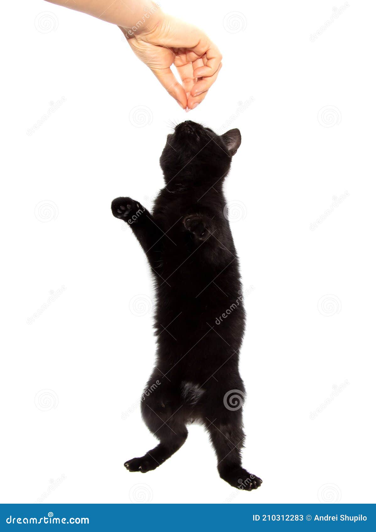 Black Cat Eats from Hand on a White Stock Image - Image of health, food ...