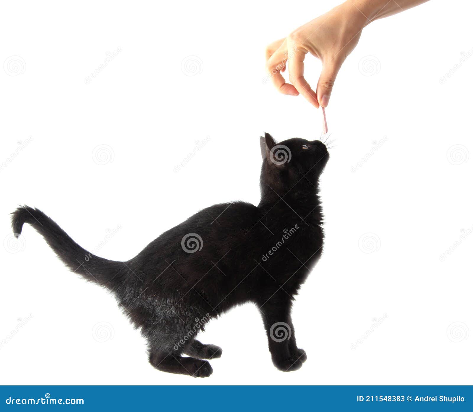 Black Cat Eats from Hand on a White Stock Image - Image of cute ...