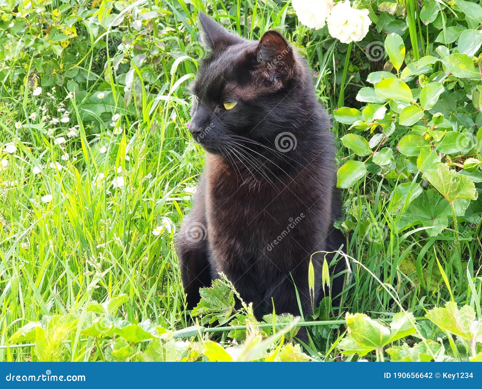 A Black Cat with an Evil Look Stock Photo - Image of backdrop, sunny ...