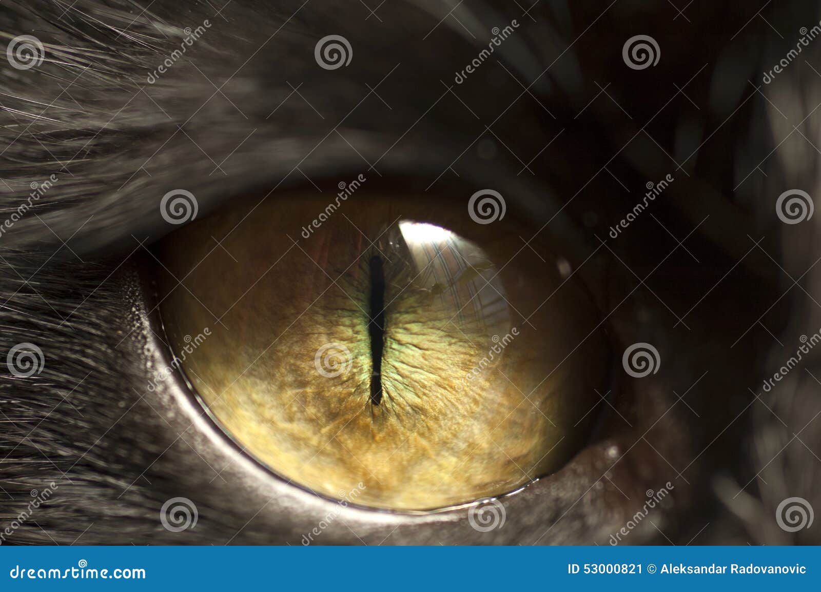 5,746 Cat Eye Window Stock Photos - Free & Royalty-Free Stock Photos ...