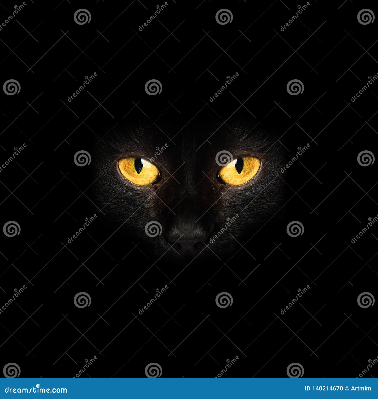 Black Cat Eyes in Darkness Background Stock Photo - Image of wild, cats ...