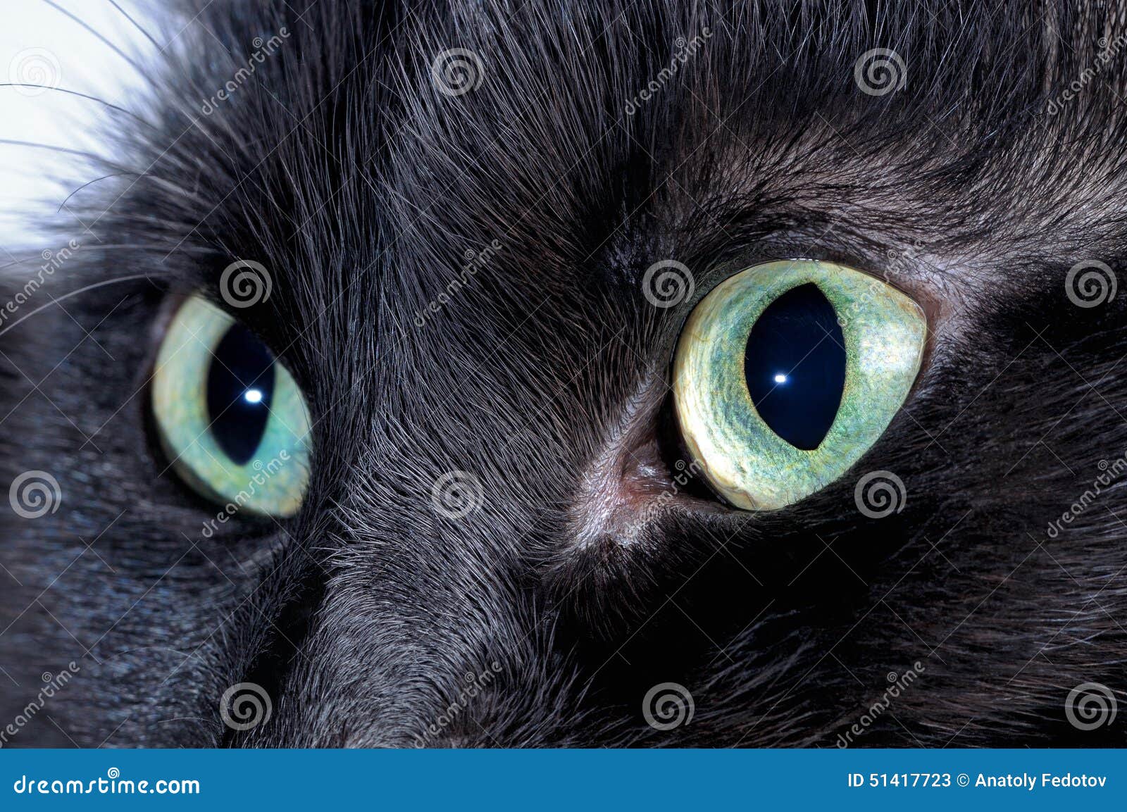 Black Cat Eyes. Macro Shooting Stock Image - Image of look, black: 51417723