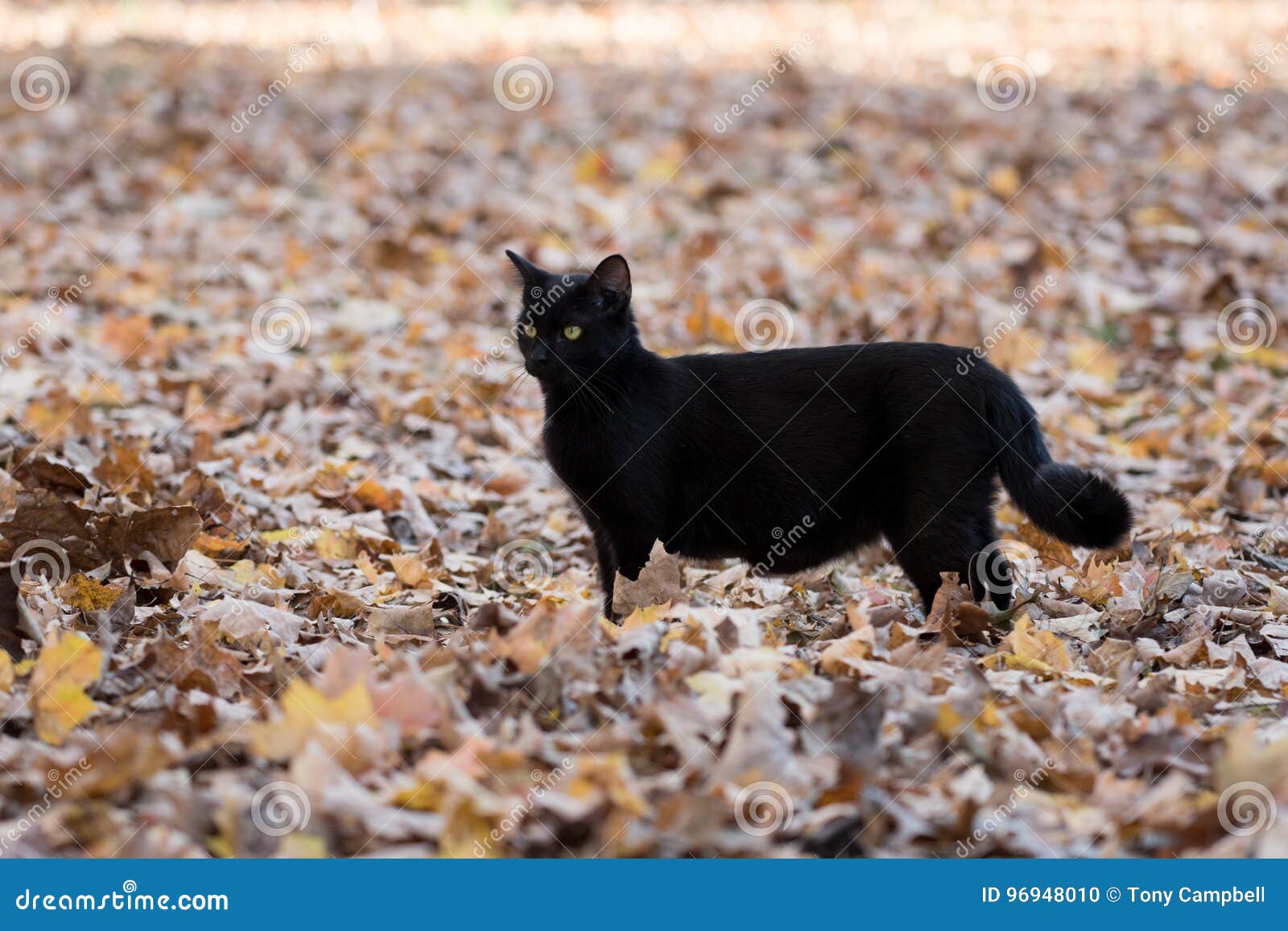 Black cat in fall leaves stock photo. Image of feline - 96948010
