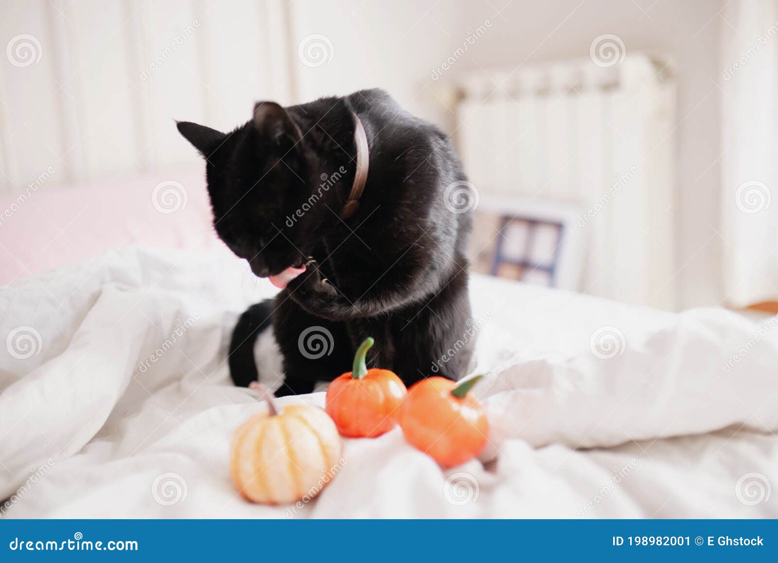Black Cat Filing Claws and Pumpkins on the Bed. Halloween Concept Stock ...
