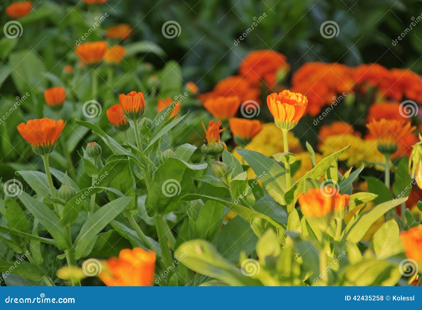 The flowers of calendula stock photo. Image of orange - 42435258