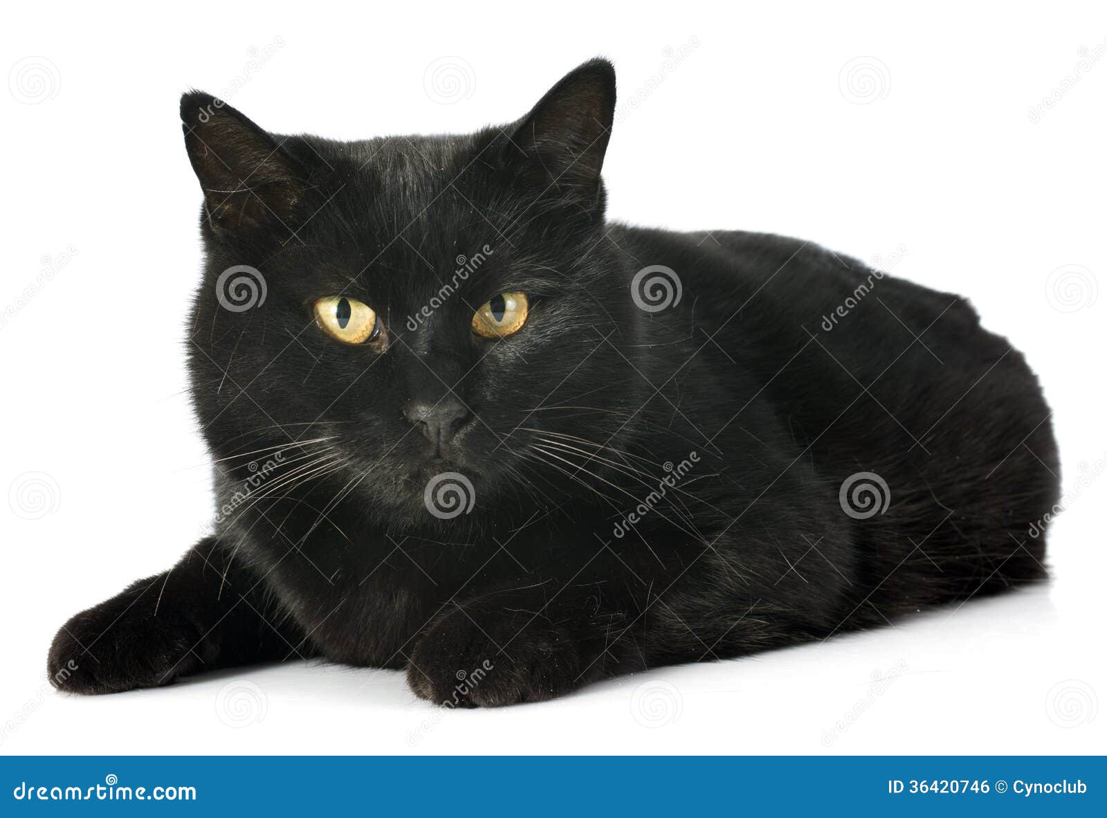Black cat stock photo. Image of hair, black, eyes, bombay - 36420746