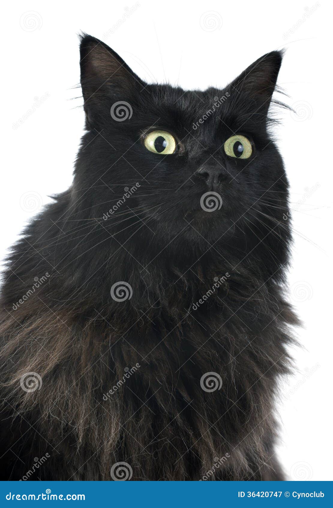 Black cat stock image. Image of background, studio, animal - 36420747