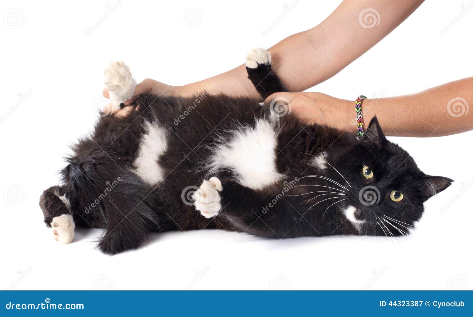 Black cat stock image. Image of studio, animal, feline - 44323387