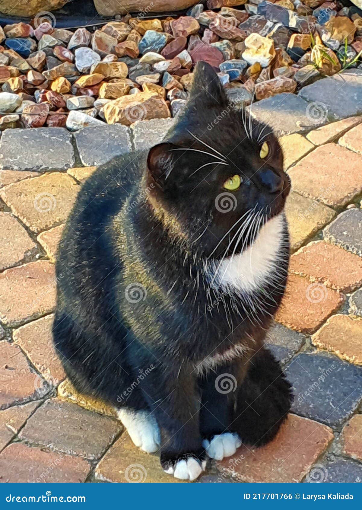 Black Cat on the Garden Path Stock Photo - Image of path, stones: 217701766