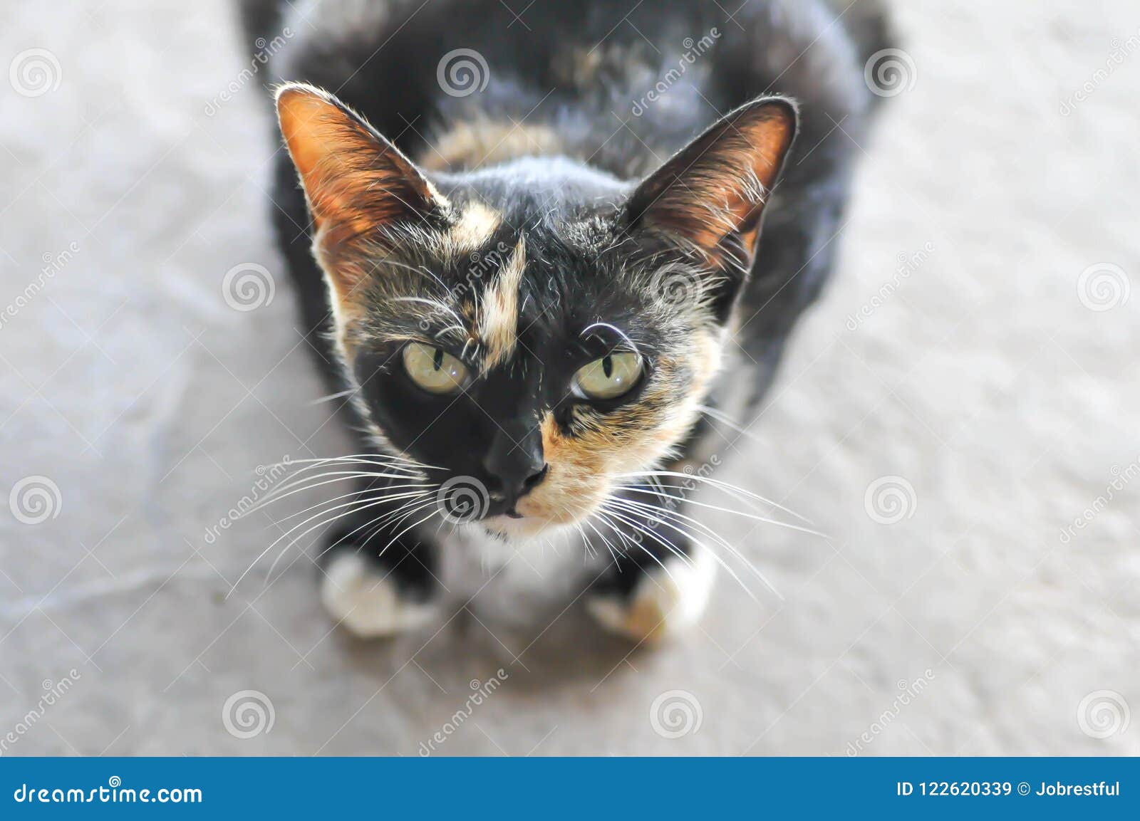 Black cat or gaze cat stock image. Image of spot, angry - 122620339