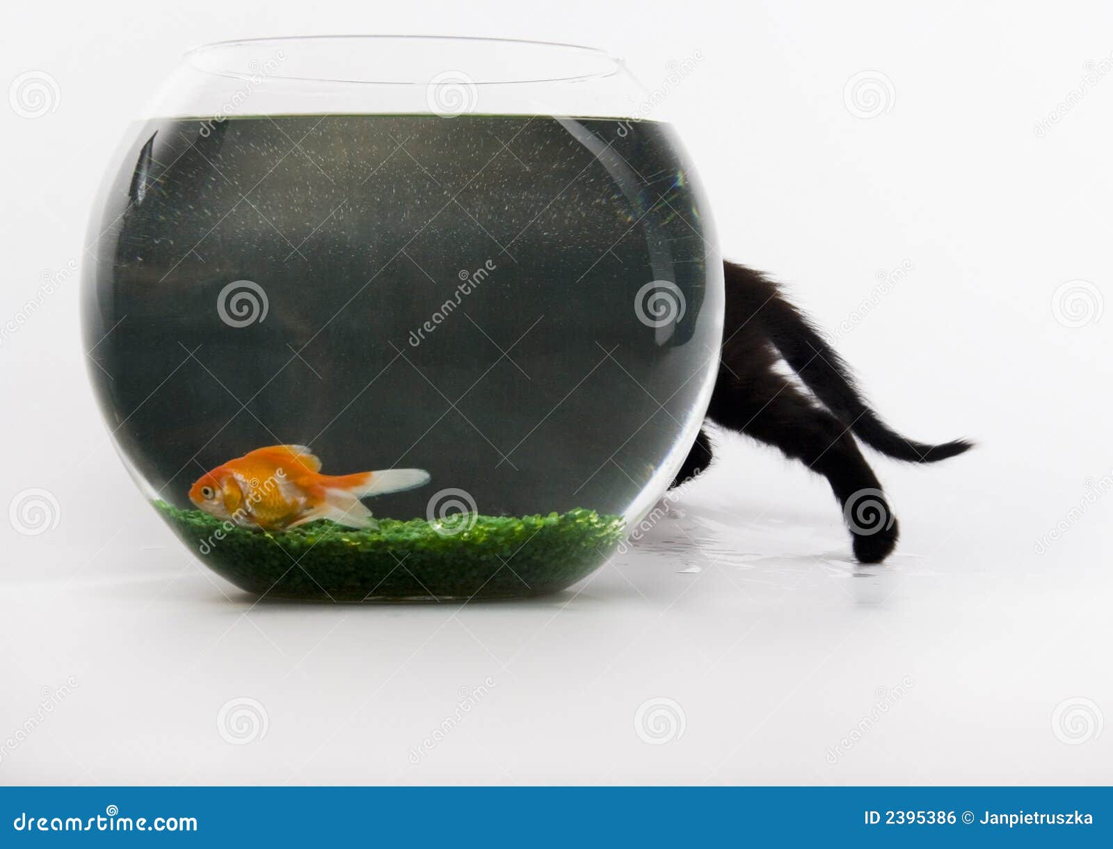 Black cat & Gold fish stock photo. Image of pets, tail - 2395386