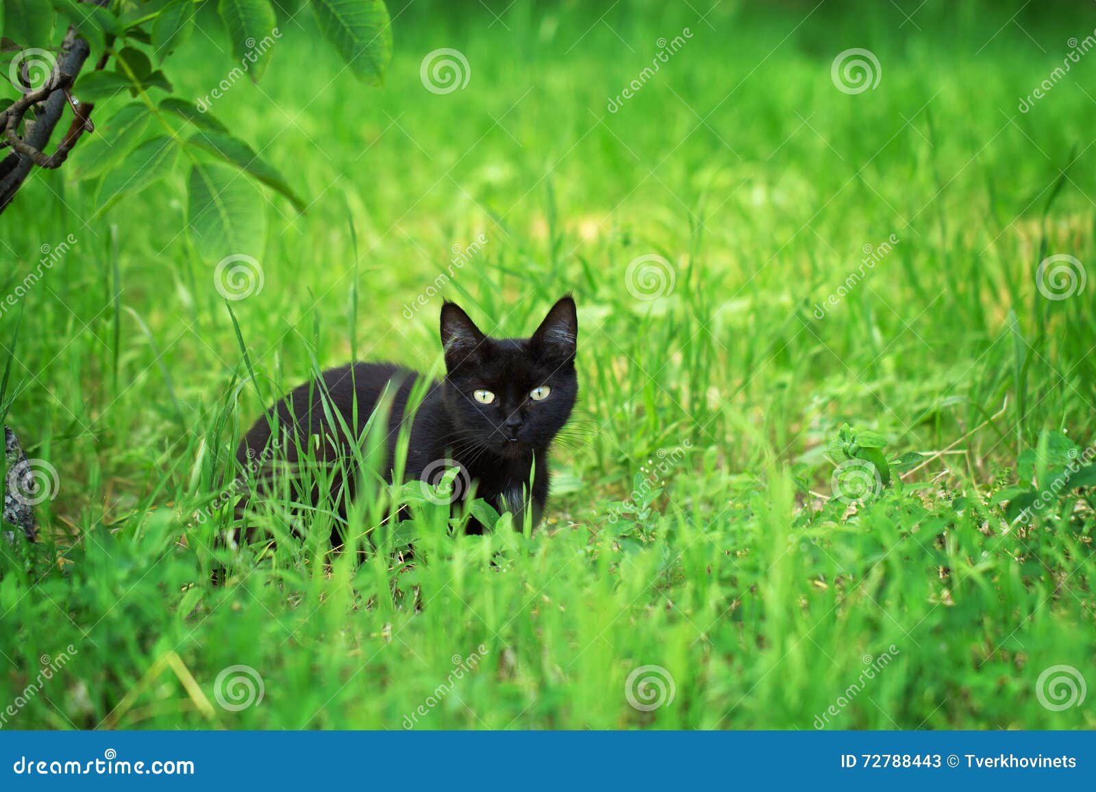 Black cat in the grass stock image. Image of animal, kitty - 72788443