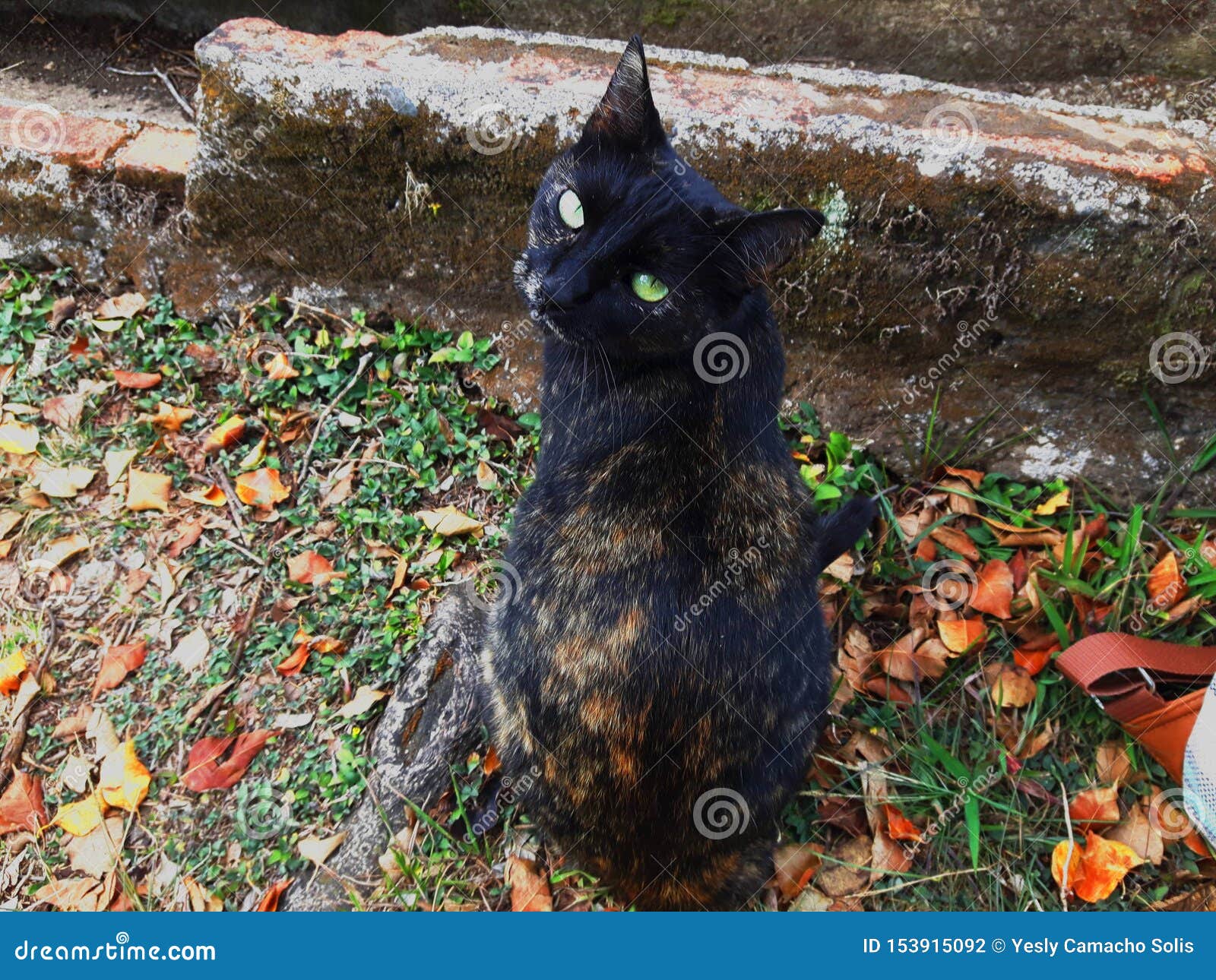 Black cat looking back stock photo. Image of background - 153915092
