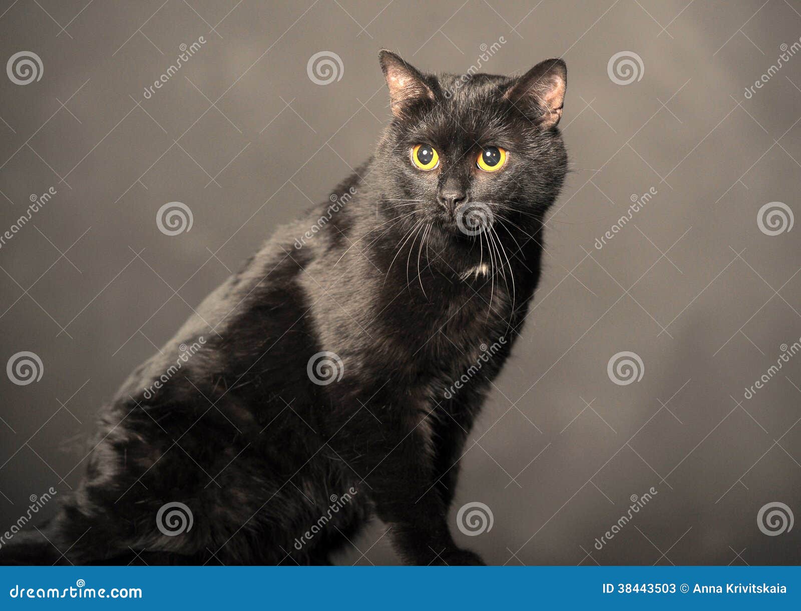 Black cat on grey stock image. Image of nature, male - 38443503