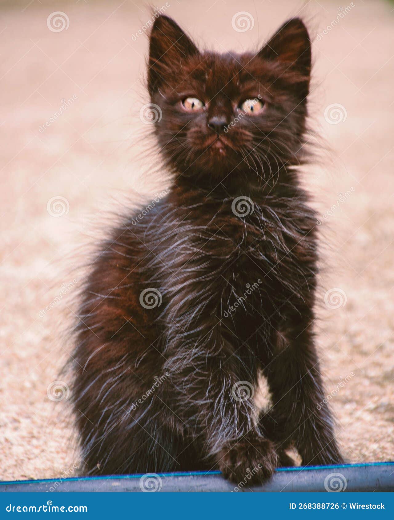 Black Cat Hackles Up while Looking Straight Front - a Vertical View of ...