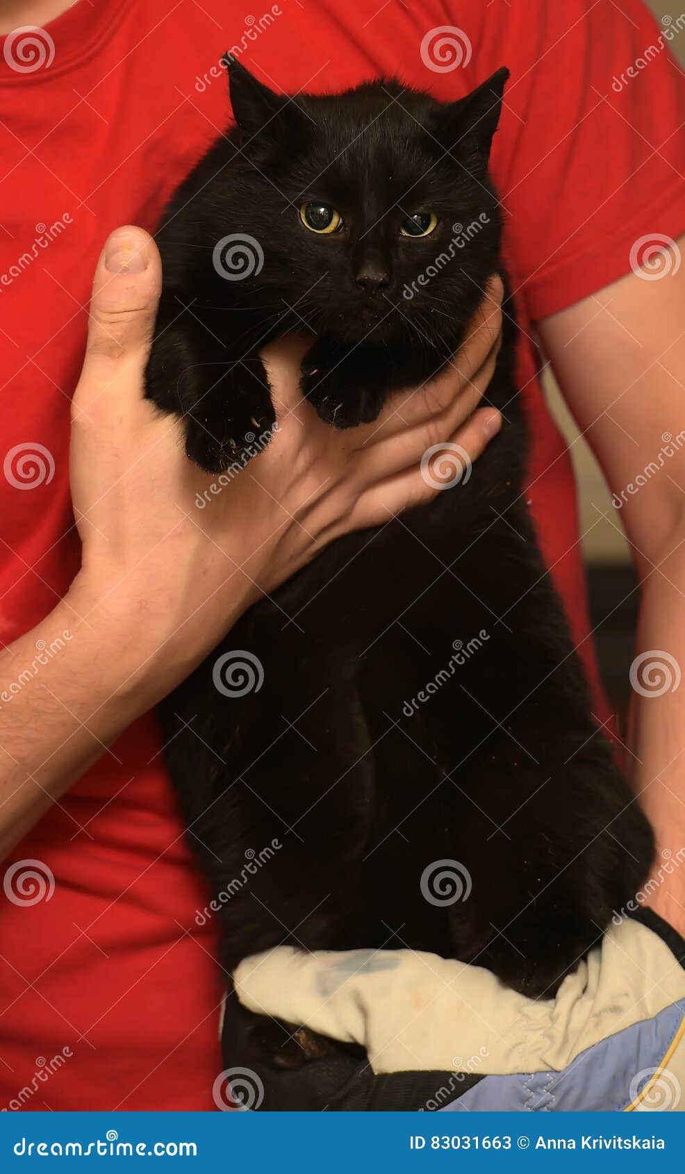 Black cat in hands stock image. Image of care, mans, kitten - 83031663