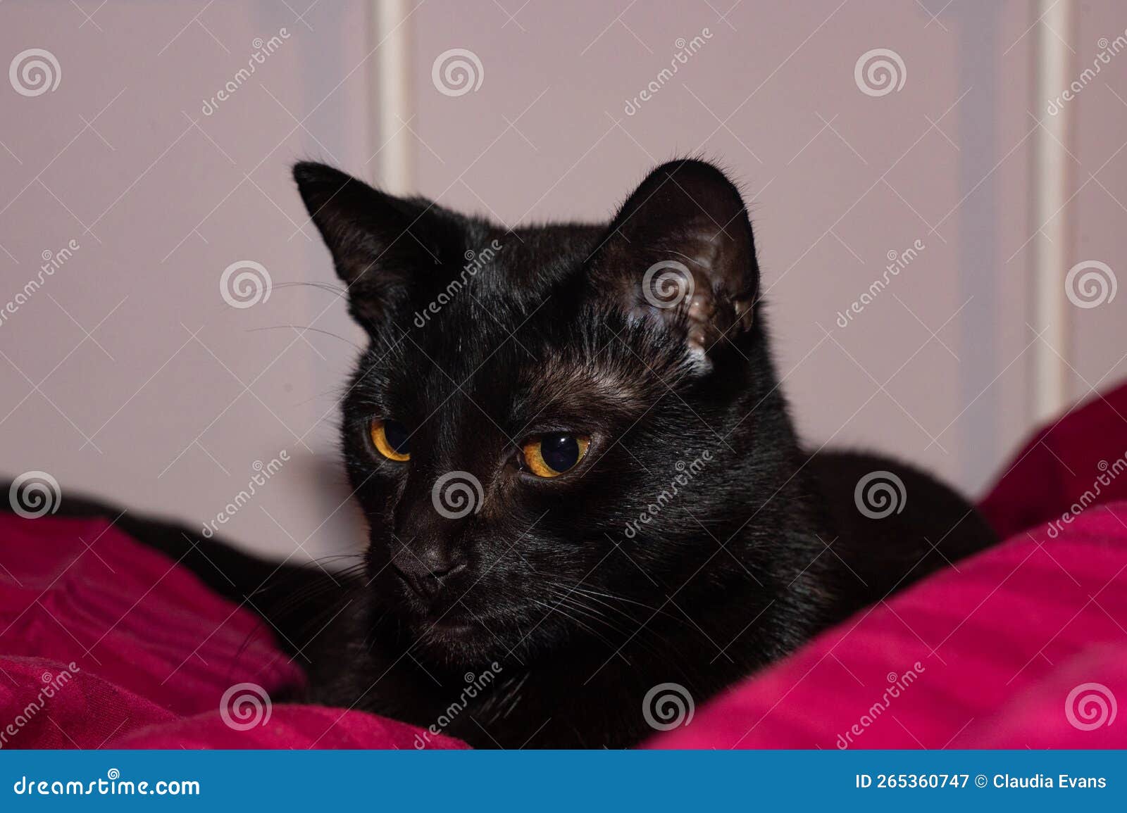 A black cat stock image. Image of head, domestic, tomcat - 265360747