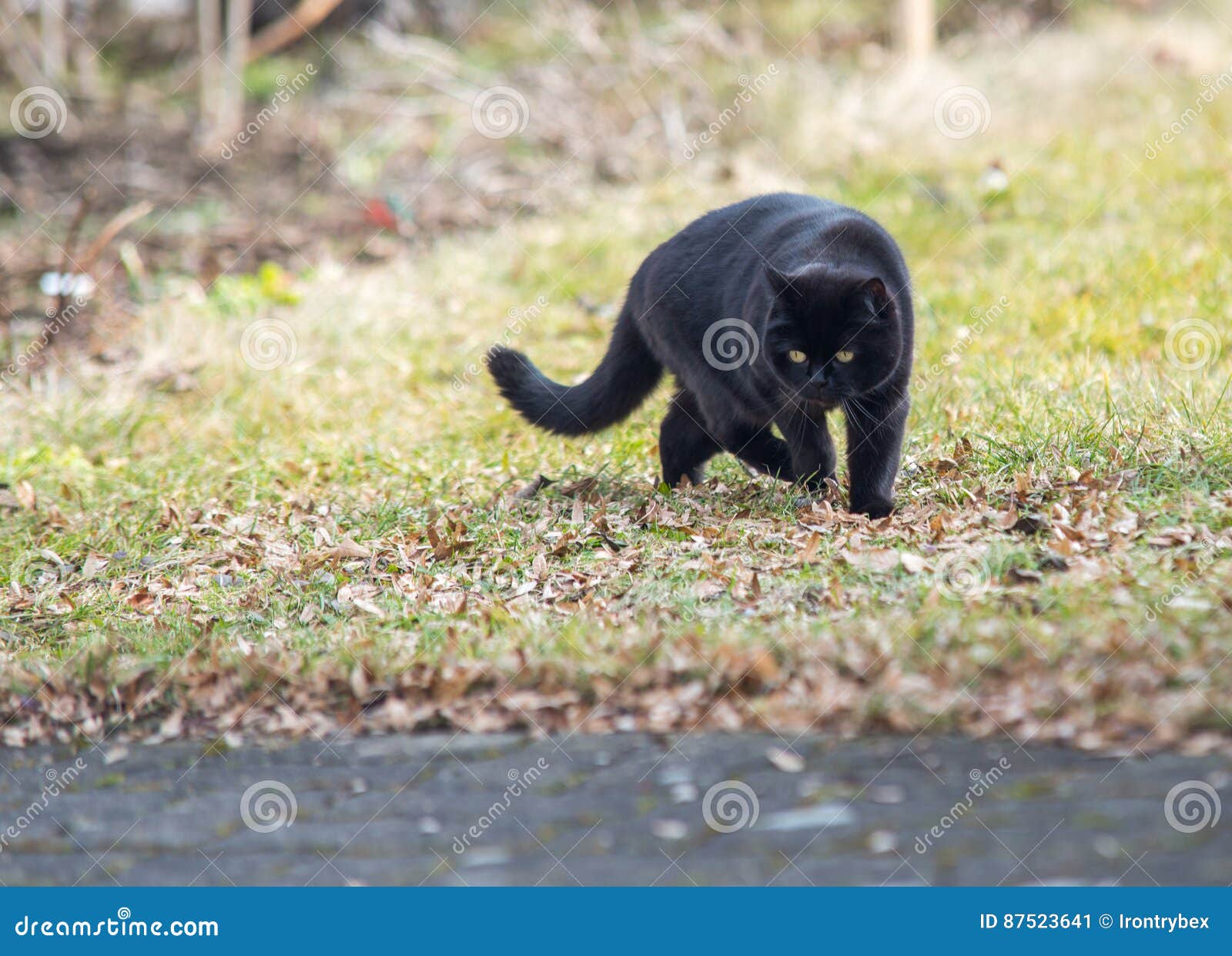 Black Cat Hunting for a Mouse Stock Image - Image of domestic, stalking ...